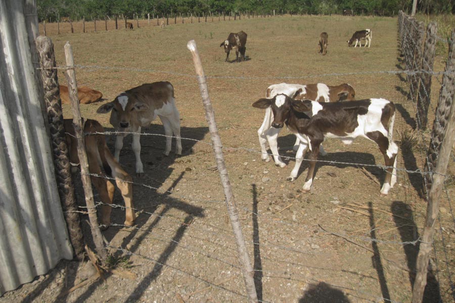 Estampas cubanas: Una chispa de amor - IPS Cuba