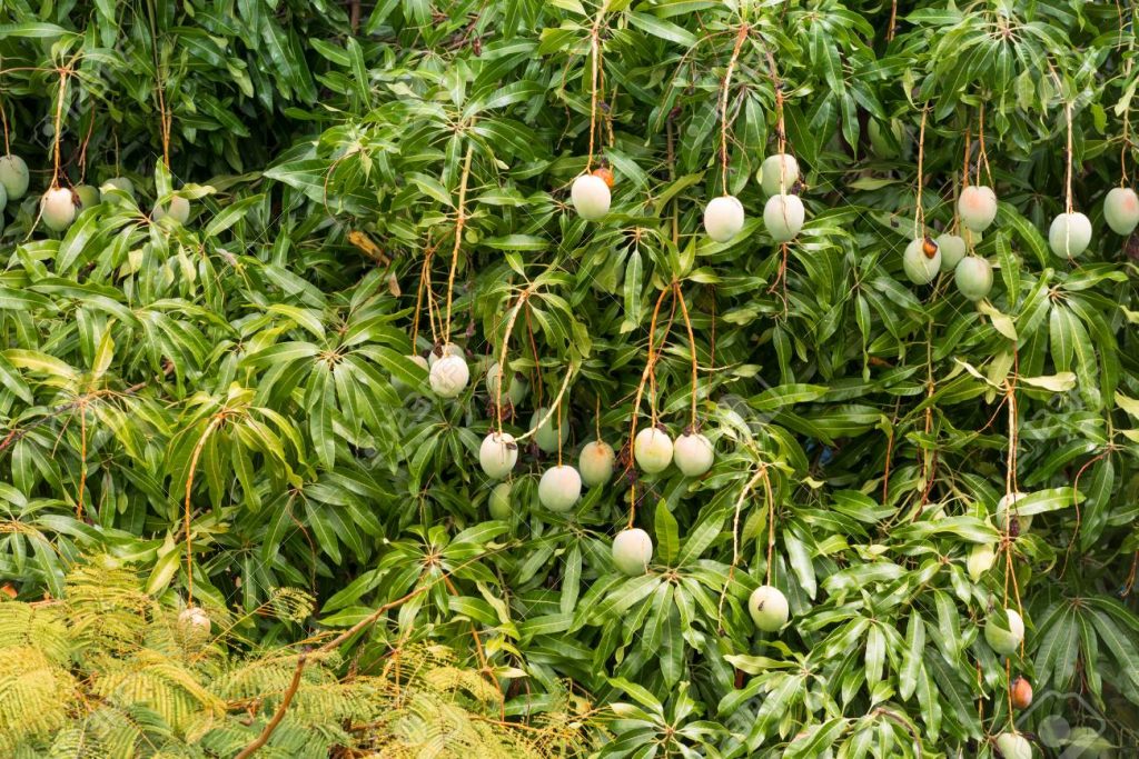 El dulce amargo de los mangos en Cuba - IPS Cuba