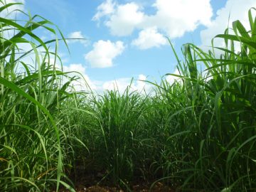 A propósito de una proyección estratégica para el azúcar en Cuba - IPS Cuba